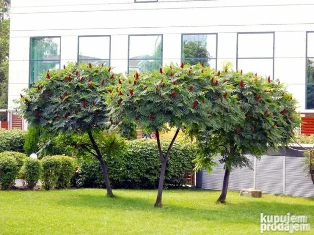 Sadnice kiseli ruj 1,4m+ - KupujemProdajem