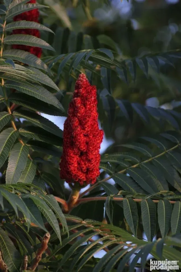 Sadnice kiseli ruj 1,4m+ - KupujemProdajem