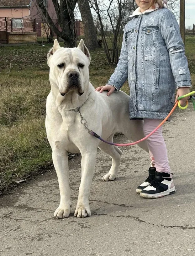 cane corso - KupujemProdajem