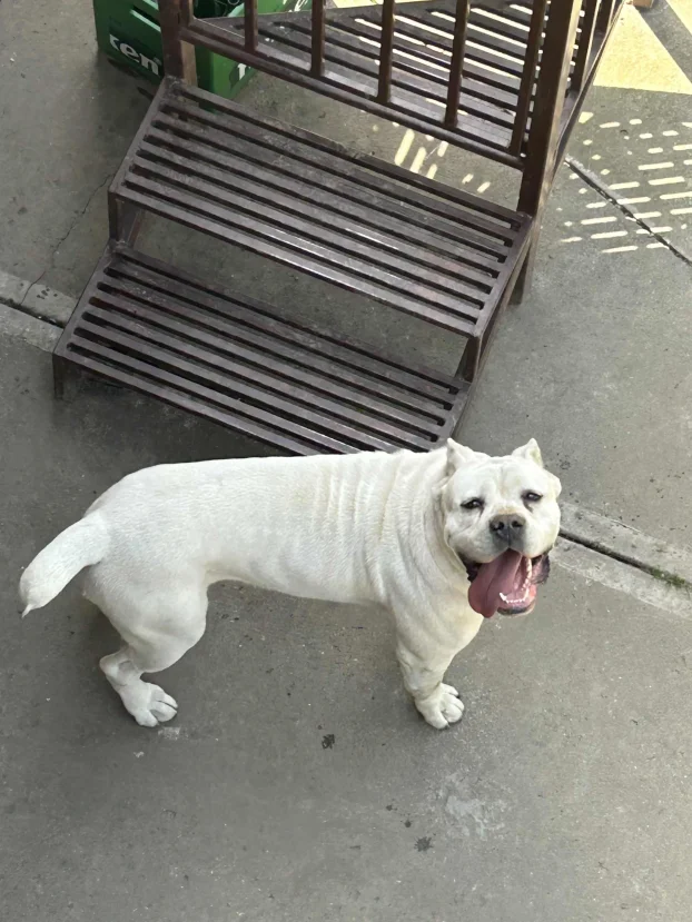 cane corso - KupujemProdajem