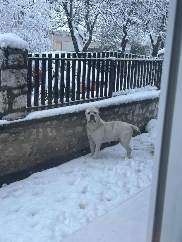 cane corso - KupujemProdajem