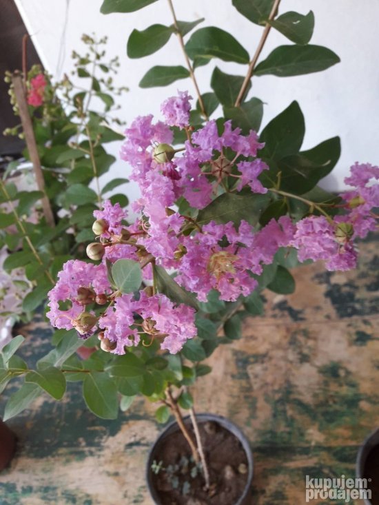 Indijski jorgovan - KupujemProdajem