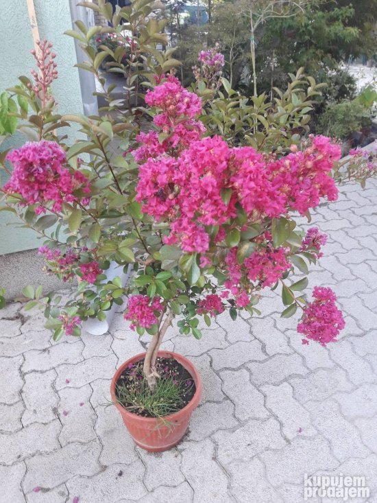 Indijski jorgovan - KupujemProdajem