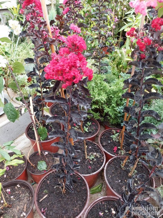 Indijski jorgovan - KupujemProdajem