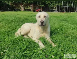 Azijat - Rezultati pretrage - KupujemProdajem