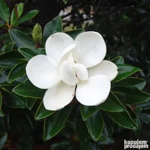 Magnolija - Poljoprivreda - Seme i sadnice - KupujemProdajem