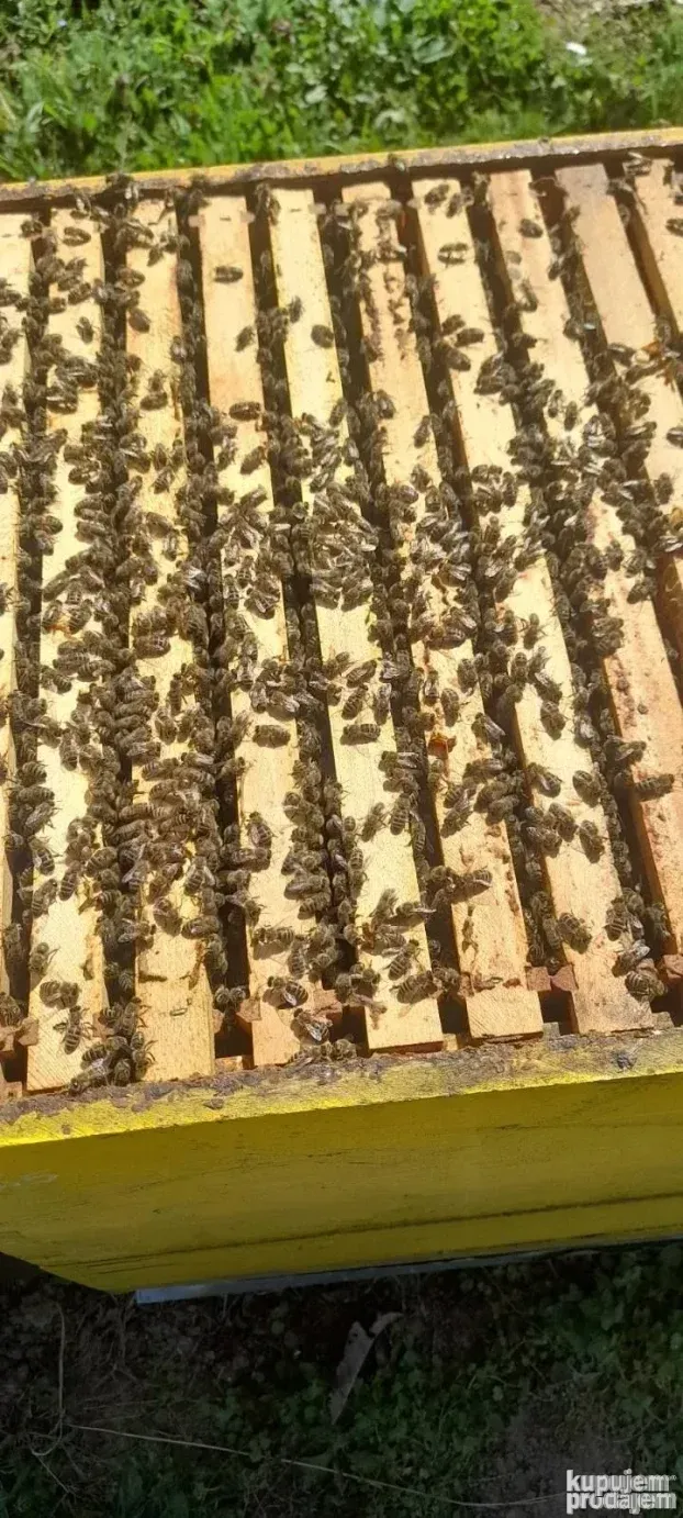 Društva i rojevi pcela - KupujemProdajem