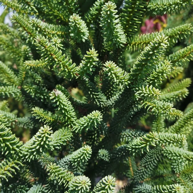 Kalemljena Španska jela - Abies pinsapo Fastigiata - KupujemProdajem