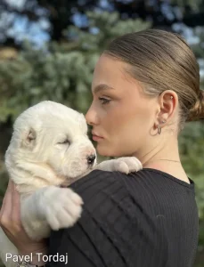 Azijat - Rezultati pretrage - KupujemProdajem