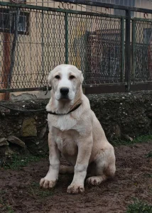 Azijat - Rezultati pretrage - KupujemProdajem