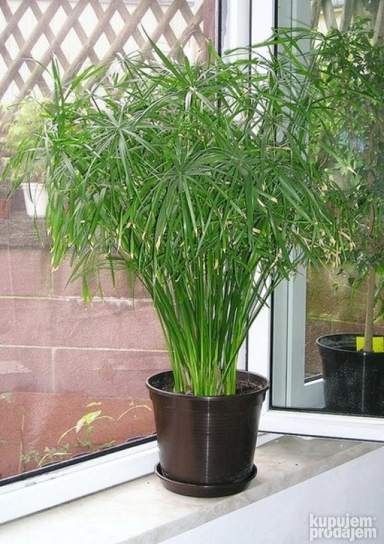 Cyperus alternifolius VODENA PALMA - KupujemProdajem