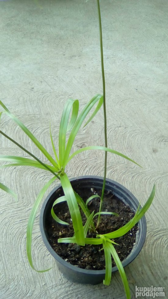 Cyperus alternifolius VODENA PALMA - KupujemProdajem