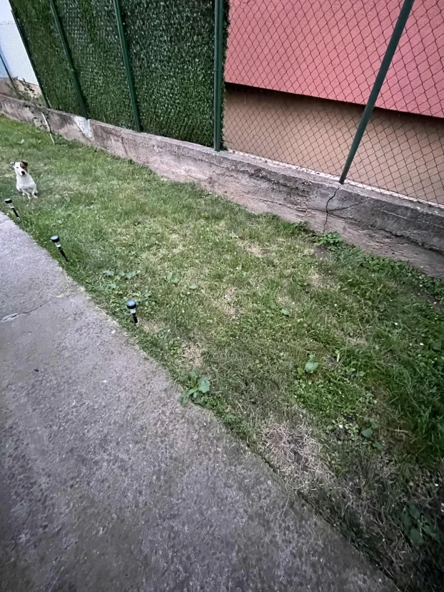 Čuvam pse(Kragujevac)600 din po danu - KupujemProdajem