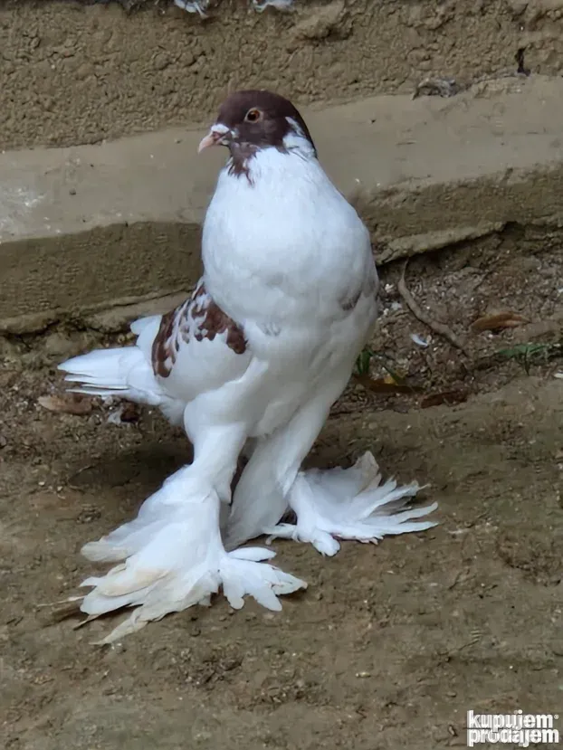 Prodajem golubove - KupujemProdajem