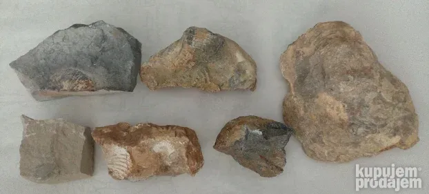 Set fosila iz doba Krede - KupujemProdajem