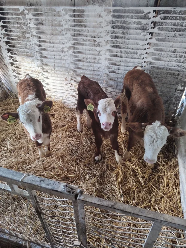 Muska i zenska telad sampioni - KupujemProdajem