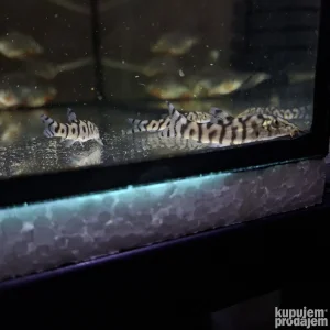 Ribice - KupujemProdajem