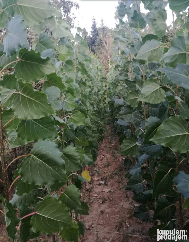 Sadnice kanadske topole , kanadska topola - KupujemProdajem