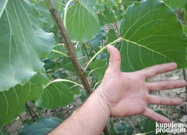 Sadnice kanadske topole , kanadska topola - KupujemProdajem