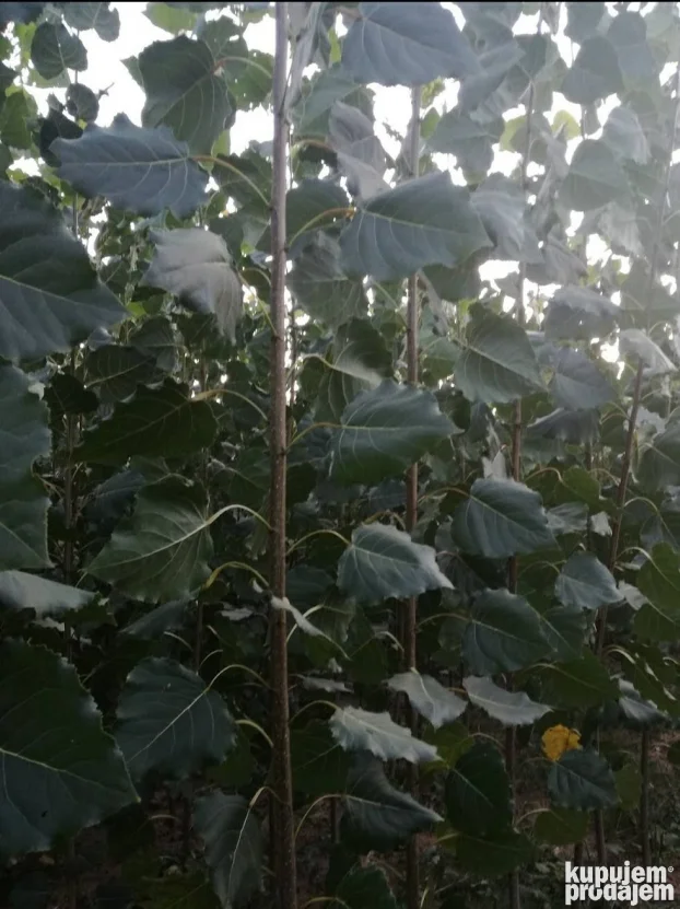 Sadnice kanadske topole , kanadska topola - KupujemProdajem