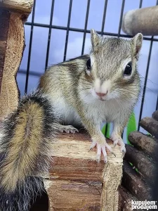 Rezultati pretrage - KupujemProdajem