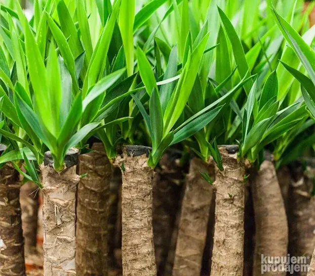 Drvo života - KupujemProdajem