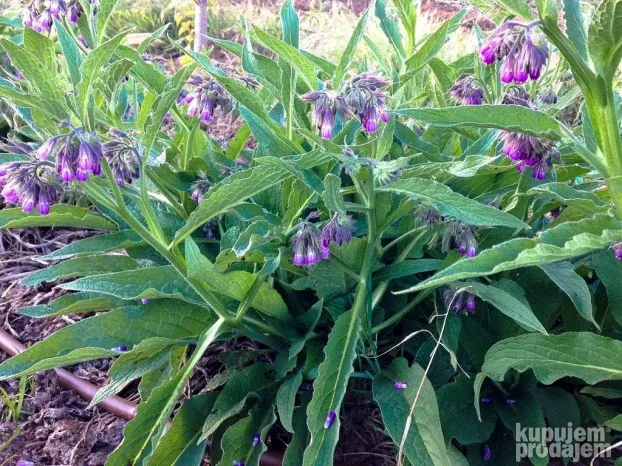 Crni gavez sadnice - KupujemProdajem