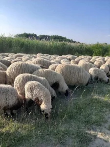 Ovce, Ovnovi, Jaganjci, Siljezad i Jarad - KupujemProdajem