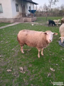 Ovca za klanje - KupujemProdajem