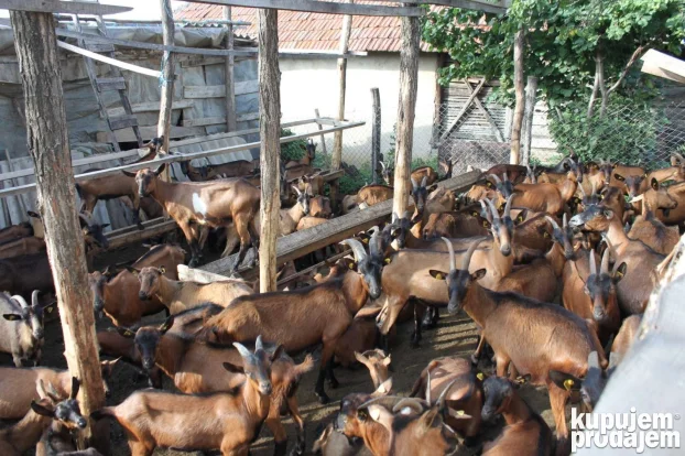 Alpino Jarici - KupujemProdajem