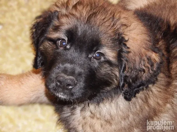 Belgijski ovcar Grenendal i Leonberger - KupujemProdajem