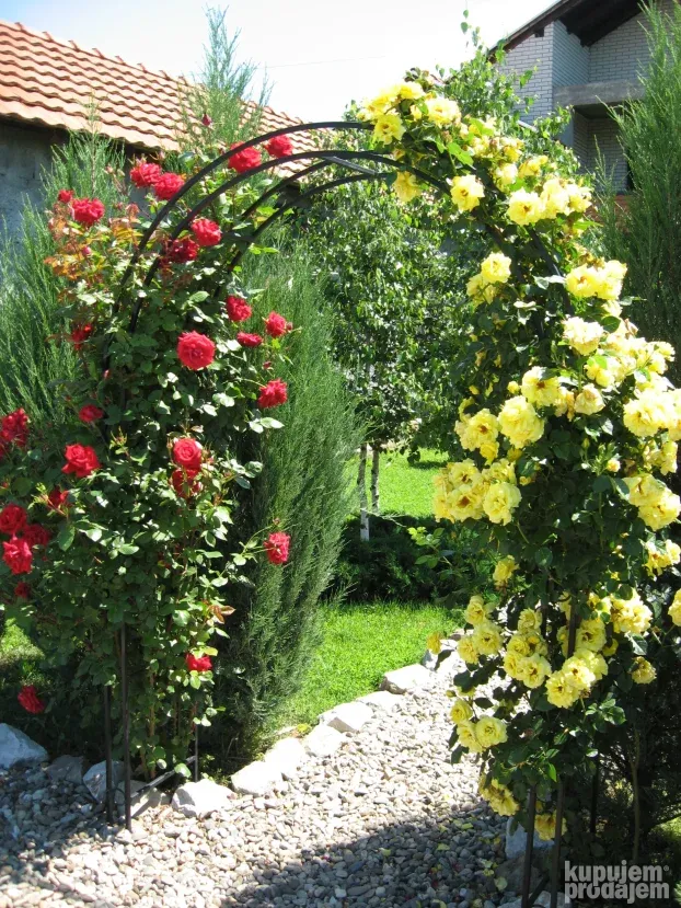 pergola za biljke penjačice i puzavice - KupujemProdajem