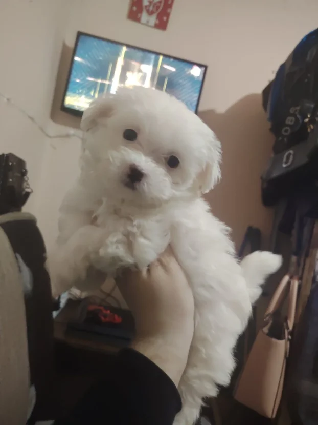 Na prodaju Maltezer ženka - KupujemProdajem