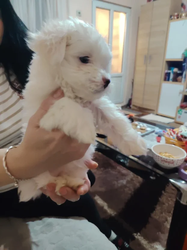 Na prodaju Maltezer ženka - KupujemProdajem