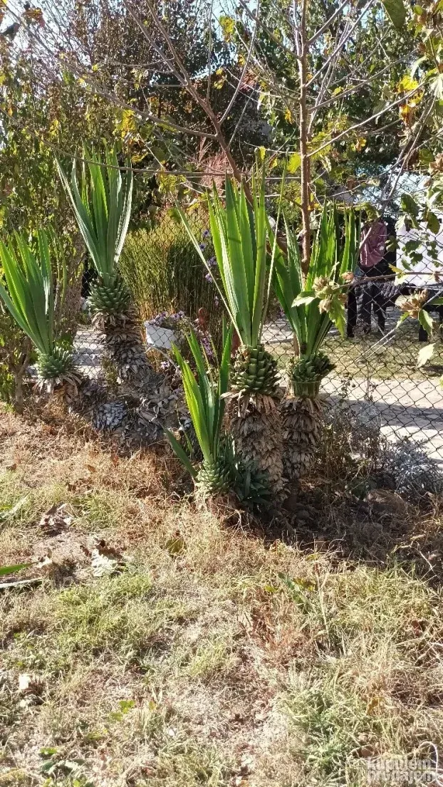 Juka bastenska - KupujemProdajem