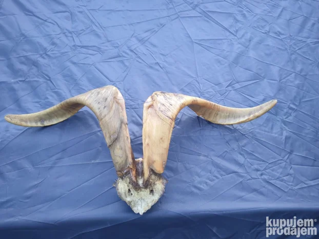 Rogovi Jarca duzina roga 60cm - KupujemProdajem