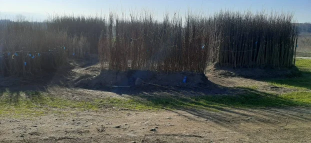 Mini i stubasto voce sadnice kruske jabuke tresnje breskve ...