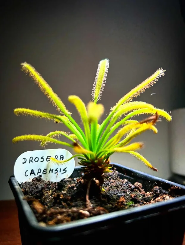 Biljka mesozderka - drosera capensis - KupujemProdajem