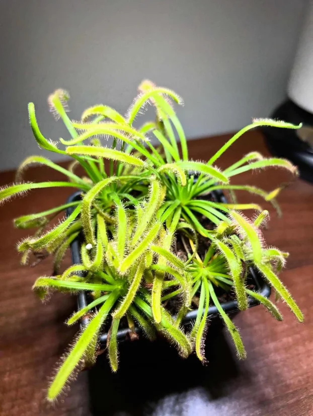 Biljka mesozderka - drosera capensis - KupujemProdajem