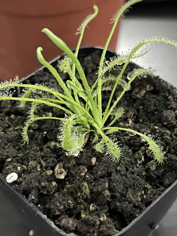 Biljka mesozderka - drosera capensis - KupujemProdajem
