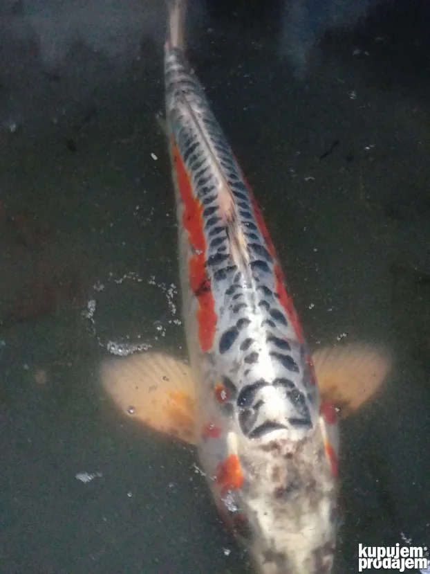 KOI ŠARANI - Oprema za ribnjak,jezero,fontanu - KupujemProdajem