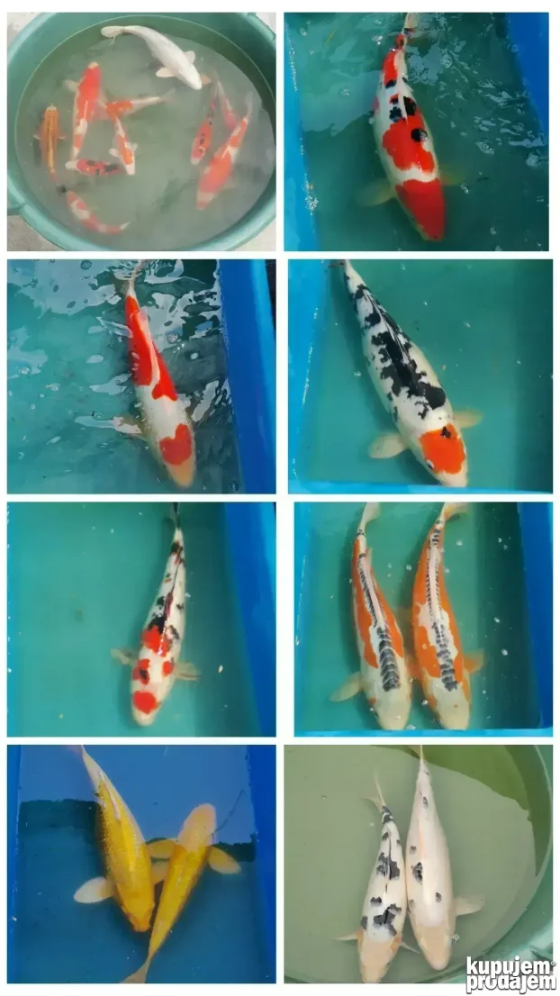 KOI ŠARANI - Oprema za ribnjak,jezero,fontanu - KupujemProdajem