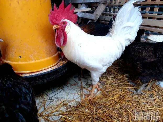 Super Harko + Leghorn jaja za nasad - KupujemProdajem