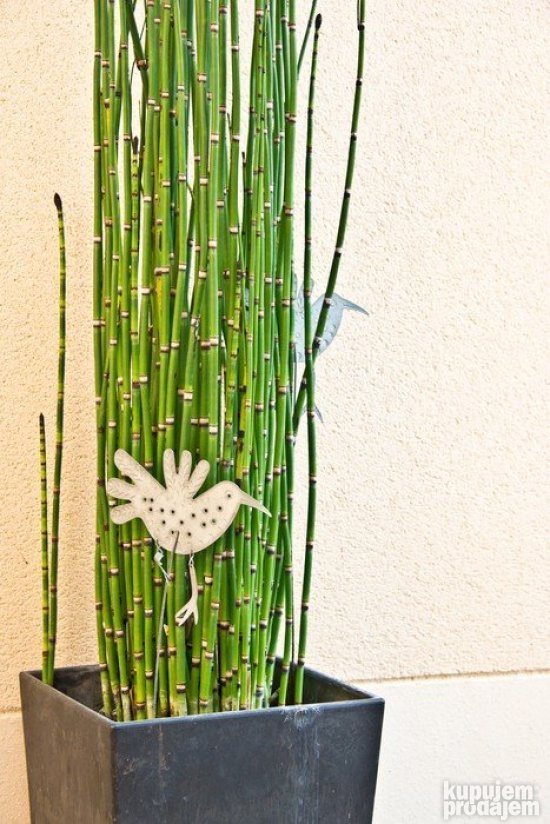 Ukrasni rastavic (Equisetum japonicum) sadnice - KupujemProdajem