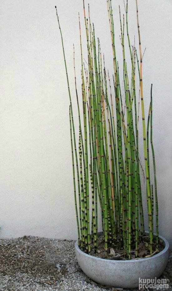 Ukrasni rastavic (Equisetum japonicum) sadnice - KupujemProdajem