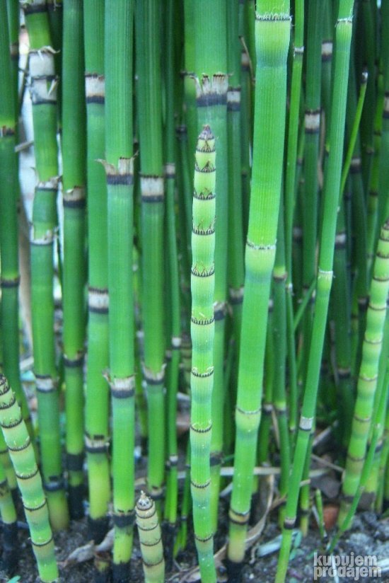 Ukrasni rastavic (Equisetum japonicum) sadnice - KupujemProdajem