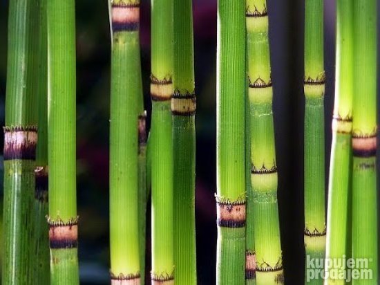Ukrasni rastavic (Equisetum japonicum) sadnice - KupujemProdajem