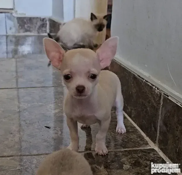 Civava / najmanja u srbiji - KupujemProdajem