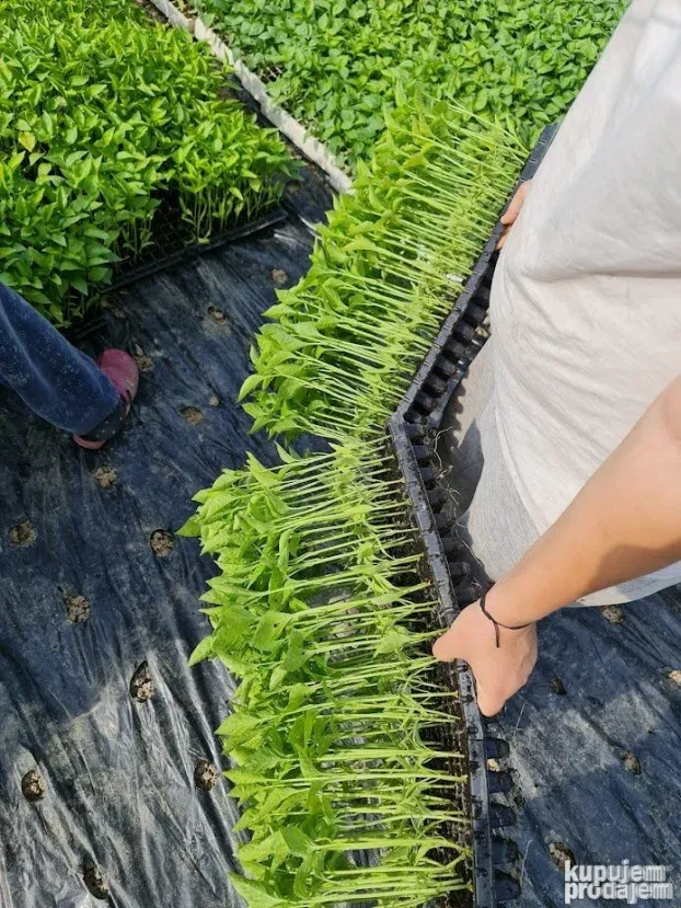 Rasada Paprike Paradajiza Krastavaca i ostalog povrca - KupujemProdajem