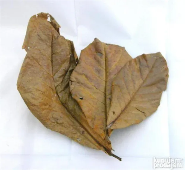 Katapa list XL HQ - KupujemProdajem